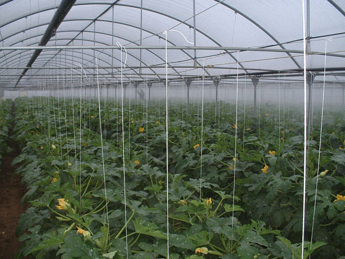 Keep greenhouse temperatures at a constant level | CoolMist