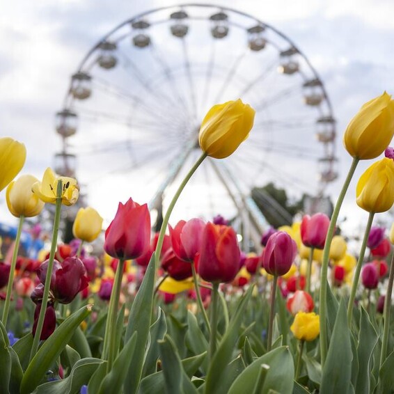 Canberra Floriade Spring Escape |Sid Fogg's Coaches