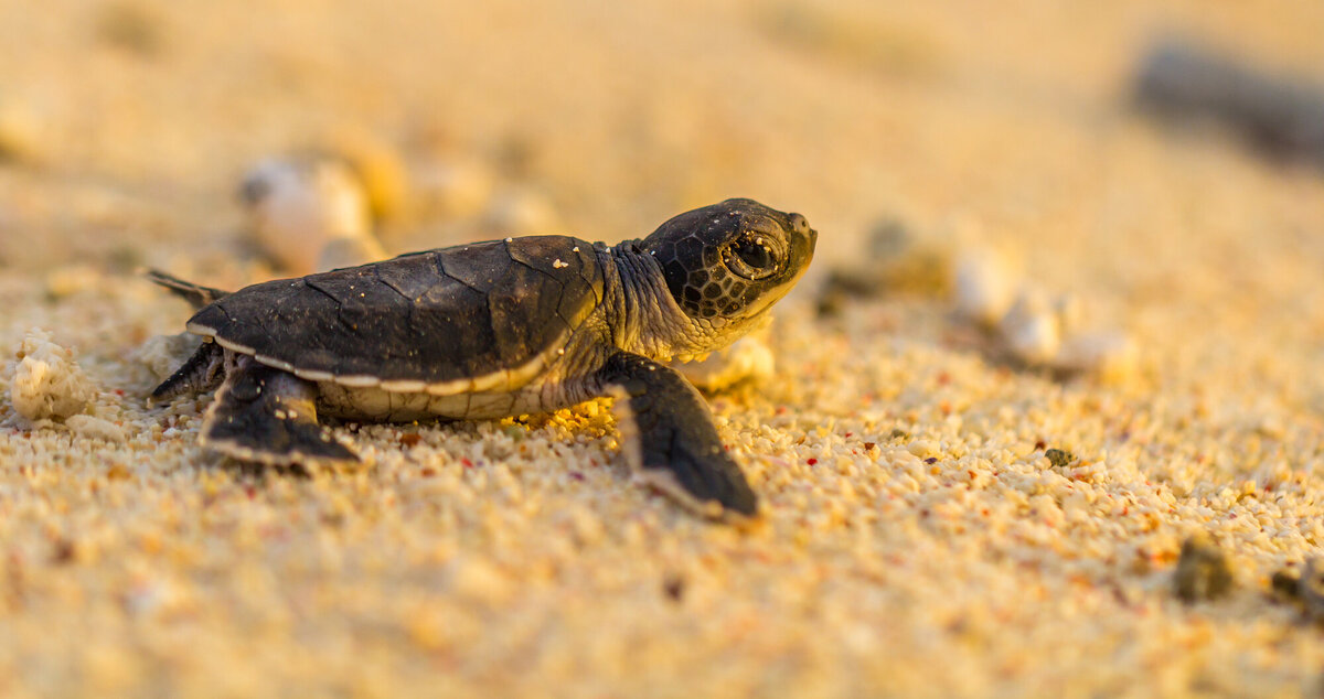 Turtle Hatching in Bundaberg Newcastle | Sid Fogg's Coaches