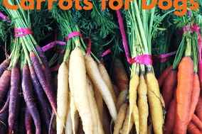 HOME | Pawsitive Connection