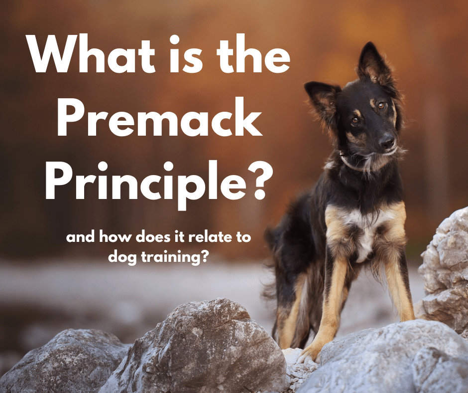 The Premack Principle | Pawsitive Connection