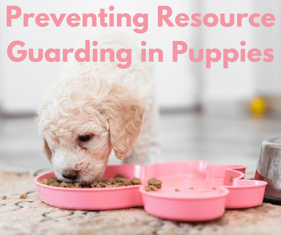 Preventing Resource Guarding in Puppies | Pawsitive Connection