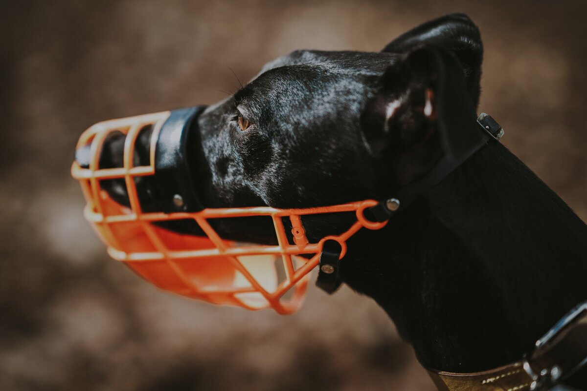 The Misunderstood Muzzle | Pawsitive Connection