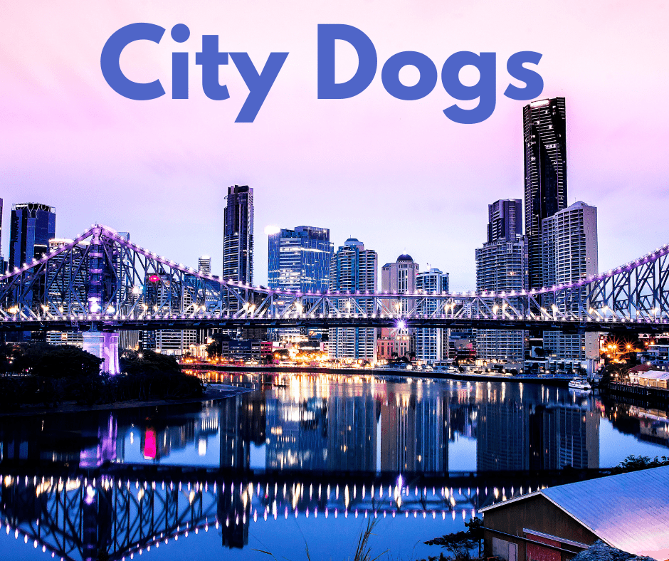 City Dogs | Pawsitive Connection