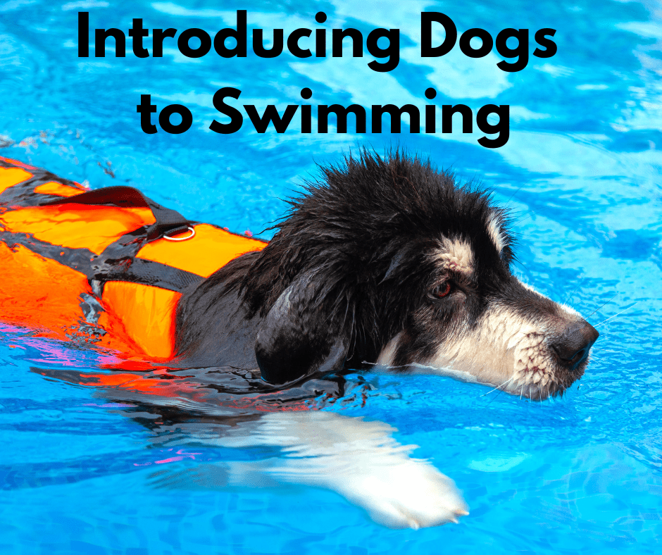 Introducing Dogs to Swimming | Pawsitive Connection