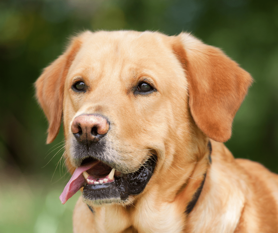 Trigger Stacking | Pawsitive Connection