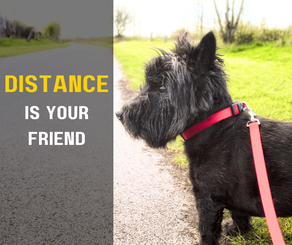 Critical Distance | Pawsitive Connection