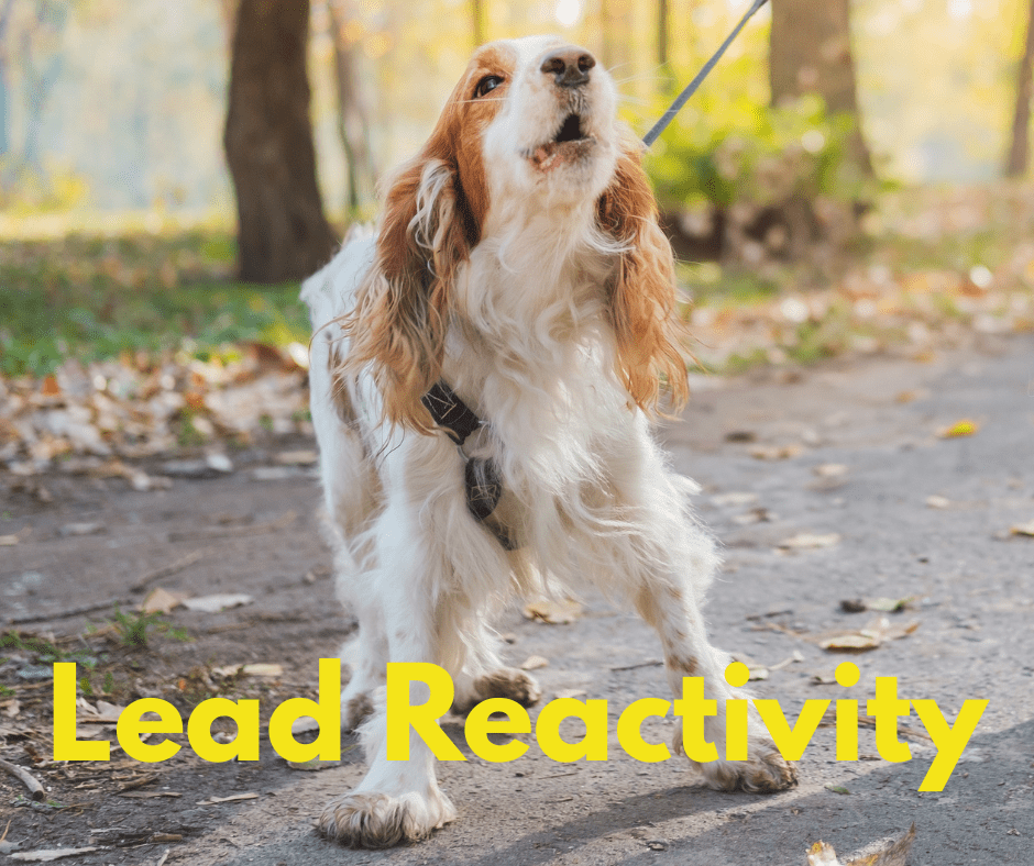 Lead Reactivity | Pawsitive Connection