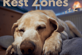 HOME | Pawsitive Connection