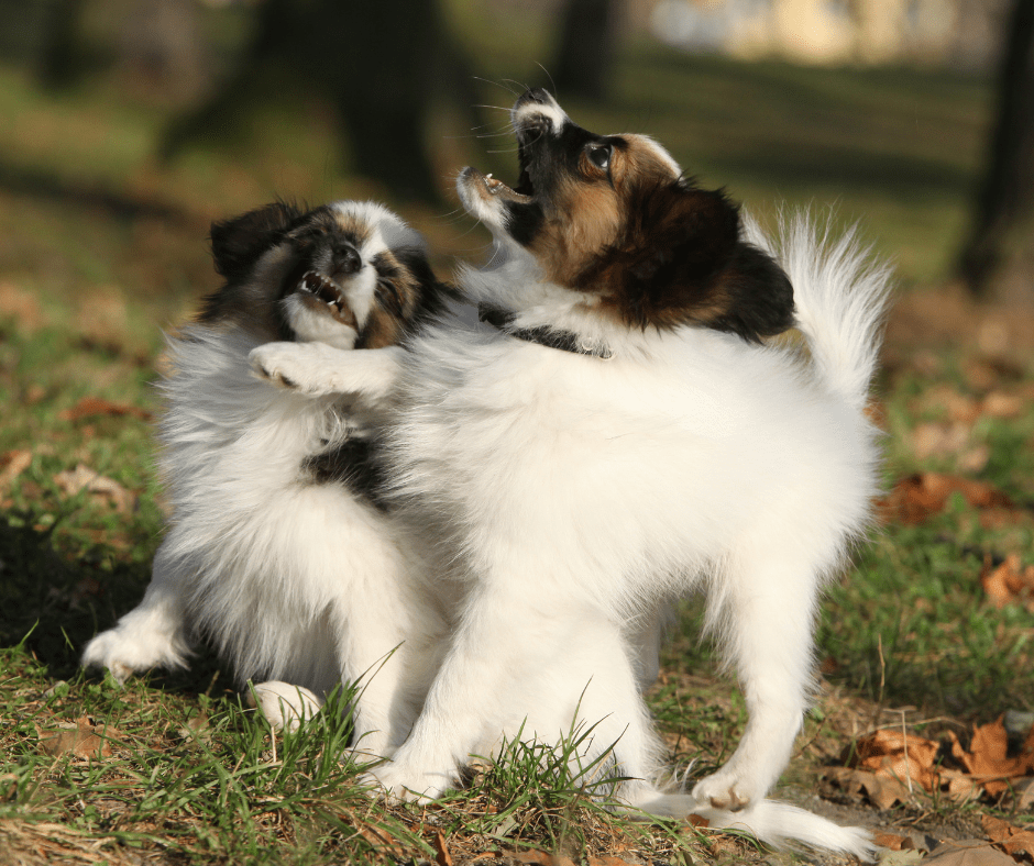 Puppy Play | Pawsitive Connection