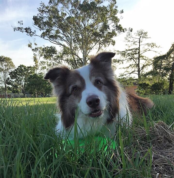 Gallery | Pawsitive Connection