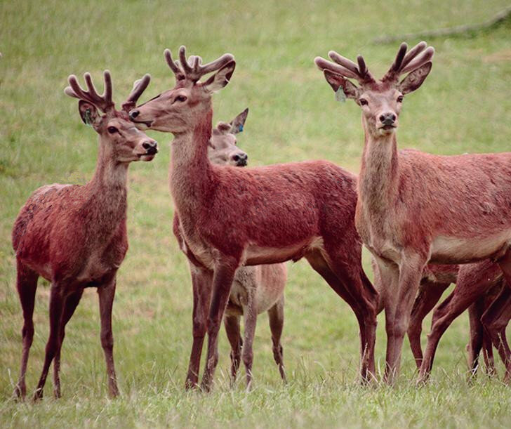 Terramirra Park Deer Farm | Terramirra Park Deer Farm