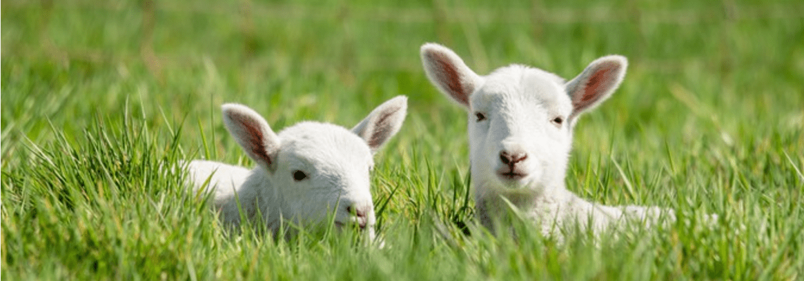 Lonsdale Livestock | 10 Things about Sheep Your Teachers Probably Didn ...