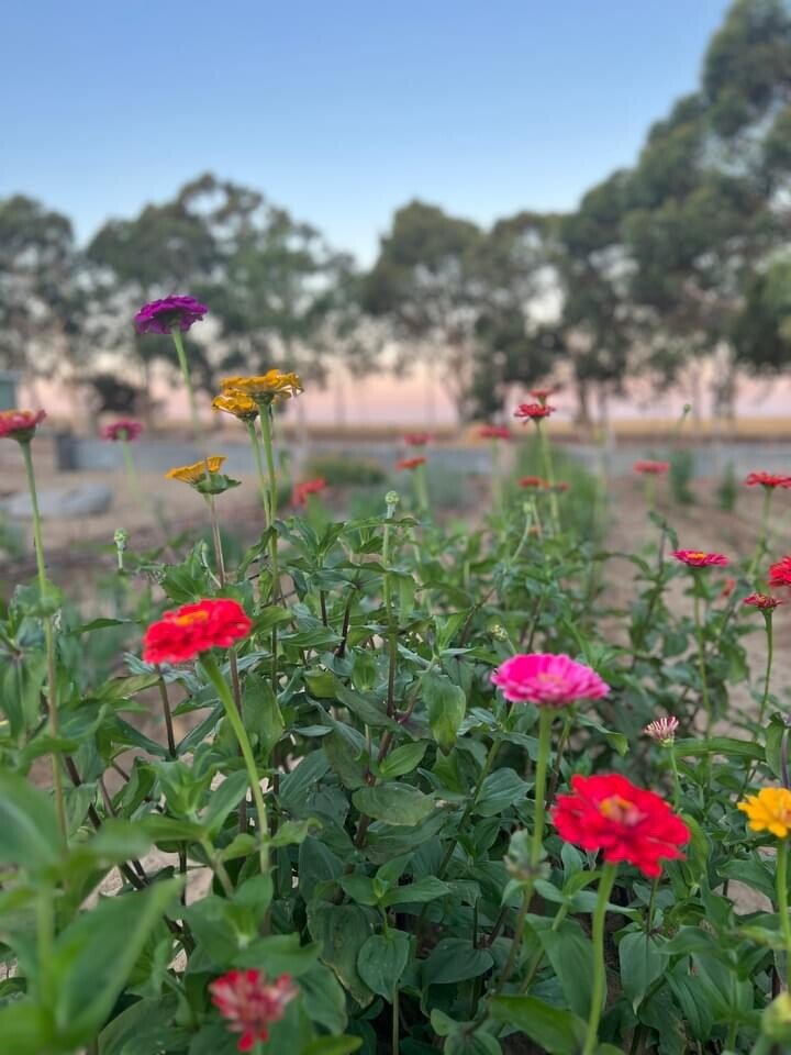 the flower farm | Rustic Romance