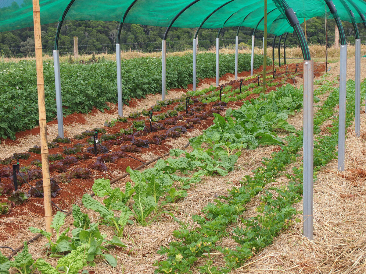 Seaweed For Plants And Crops Seaweed Enterprises Australia