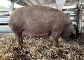 Dewsburys Free Range Pork pty ltd | Breeds