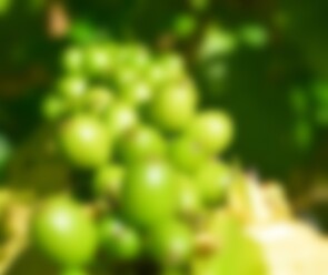 Cooroy Coffee Roasters