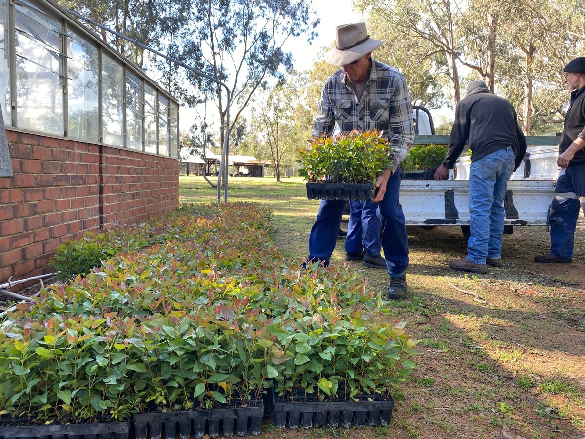 Tuart seedlings for sale