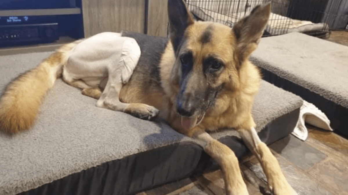 Crate resting and Confinement after Surgery or Injury | OPTIMA Animal ...