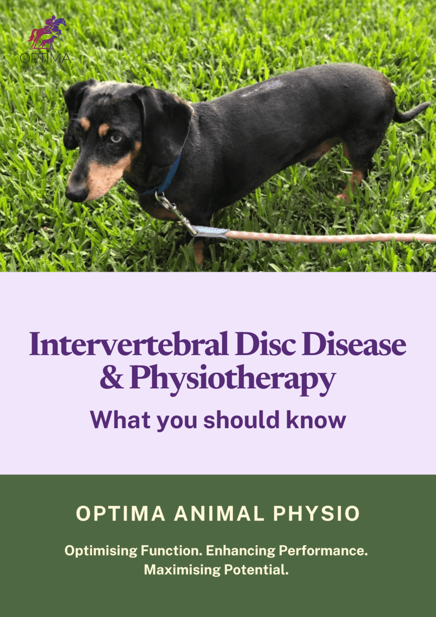 PDF Guide: Intervertebral Disc Disease & Physiotherapy | OPTIMA Animal ...