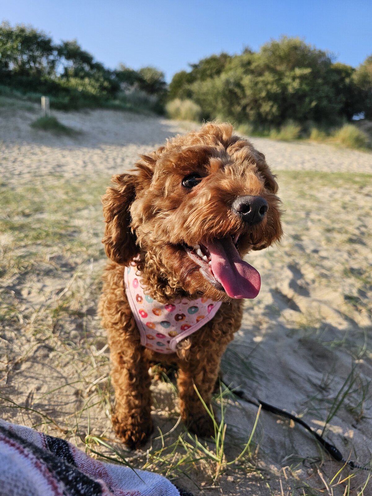 Happy Tails South Gippsland | South Gippsland Animal Aid