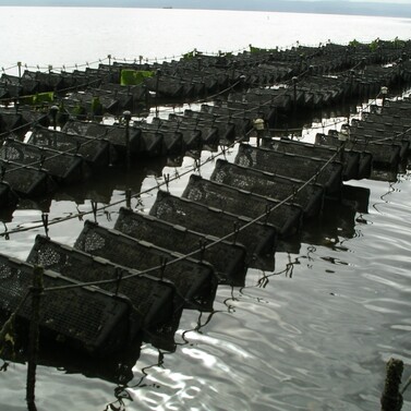 Aquaculture Grow-out Systems | Tooltech Plastics
