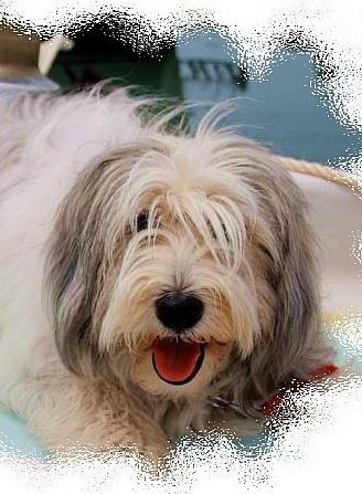 One For Each Paw | One For Each Paw