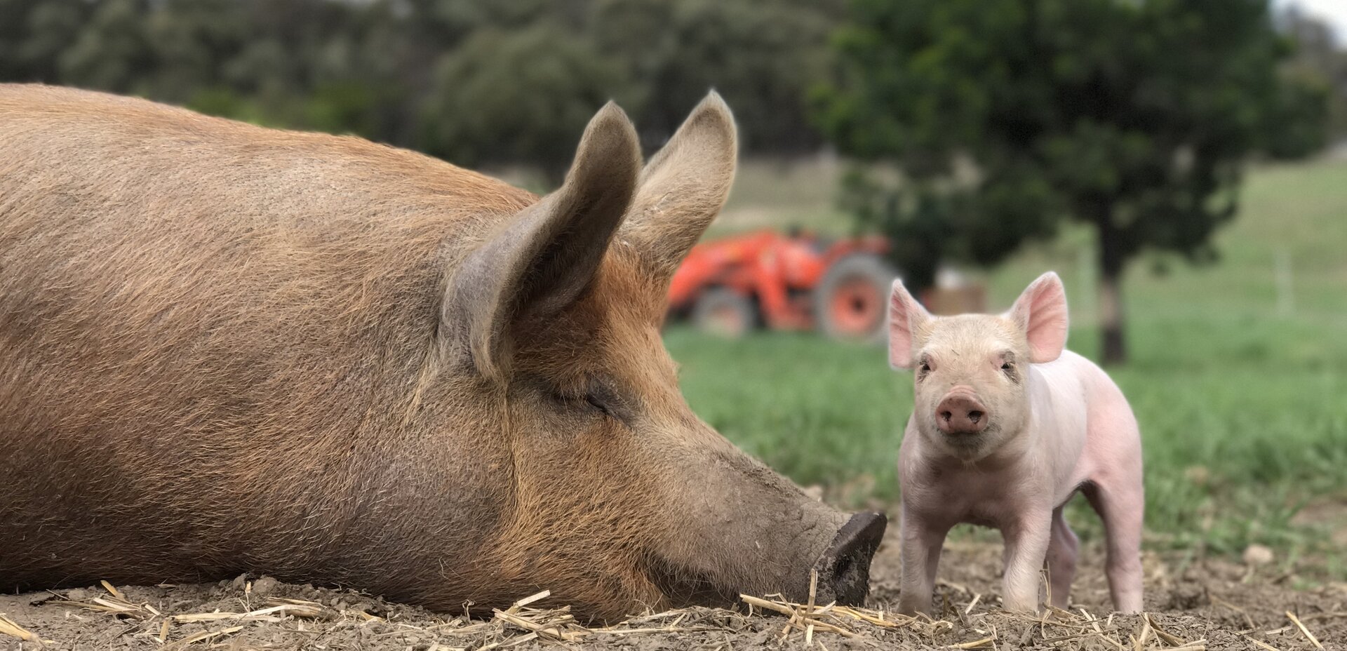 Dewsburys Free Range Pork pty ltd | Farm Management